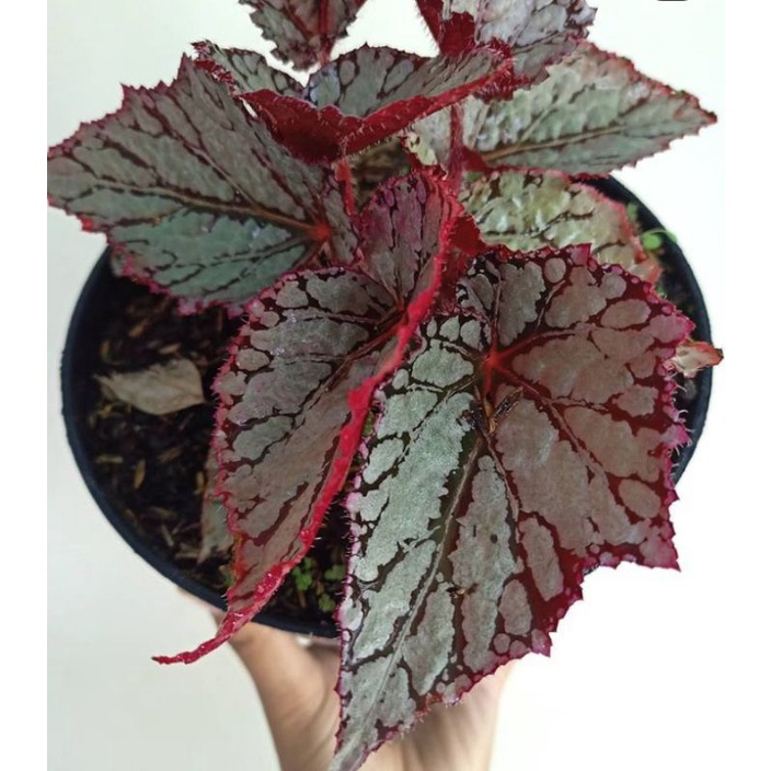 Jual Begonia rex silver besar | Shopee Indonesia