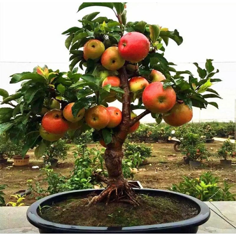 Jual Bibit Buah Apel Mini Langka Unik, Hasil Cangkok | Shopee Indonesia