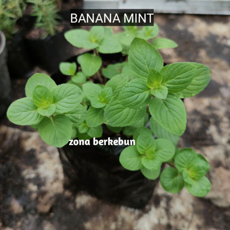Jual BANANA MINT DAUN MINT JENIS BANANA MINT SUPER LANGKA | Shopee Indonesia
