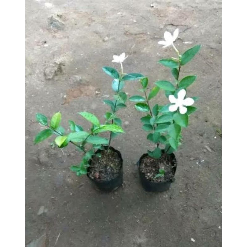 Jual Bibit pohon melati raja putih/Tanaman hias melati raja/Jasminum ...