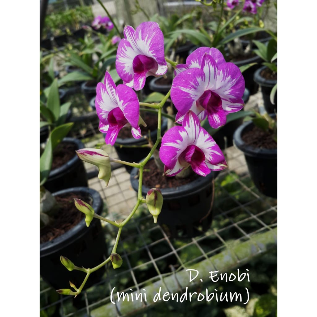 Jual Anggrek Dendrobium Mini Enobi | Shopee Indonesia