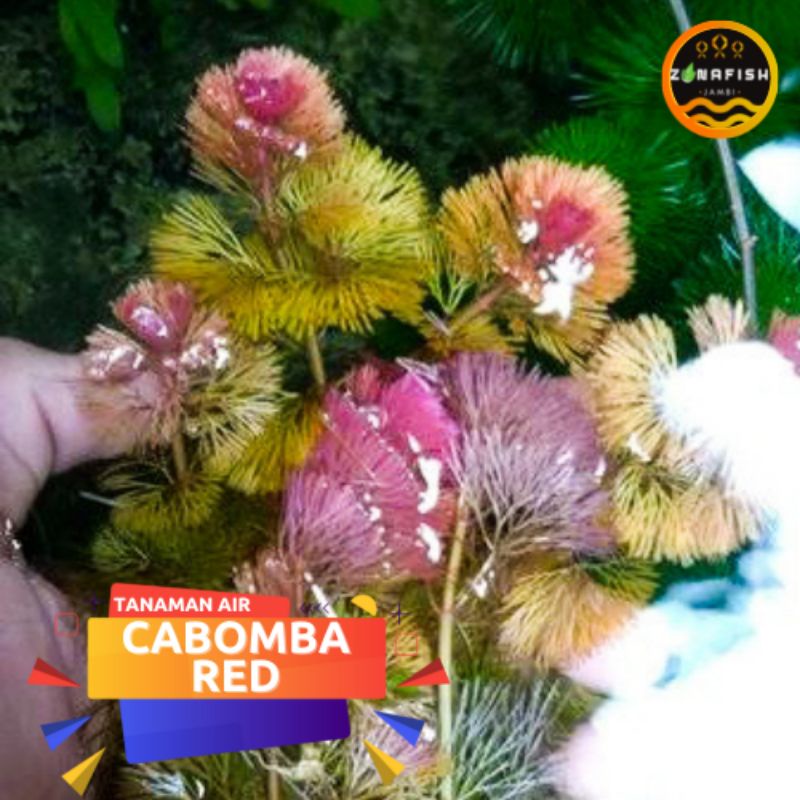 Jual Cabomba Red / Kabomba Merah - Tanaman Aquascape Full Air | Shopee ...