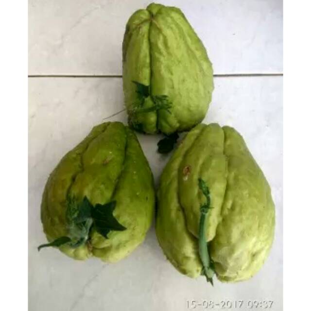 Jual Bibit labu Siam bertunas 2 buah siap tanam | Shopee Indonesia