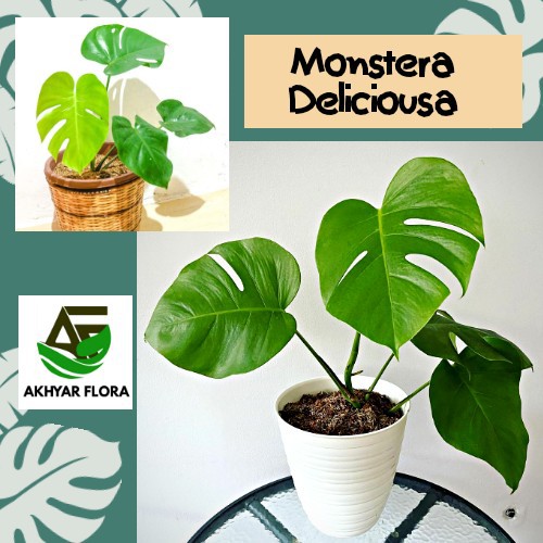 Jual Monstera Deliciosa Philodendron Tanaman Hias Indor Philo Dekorasi ...