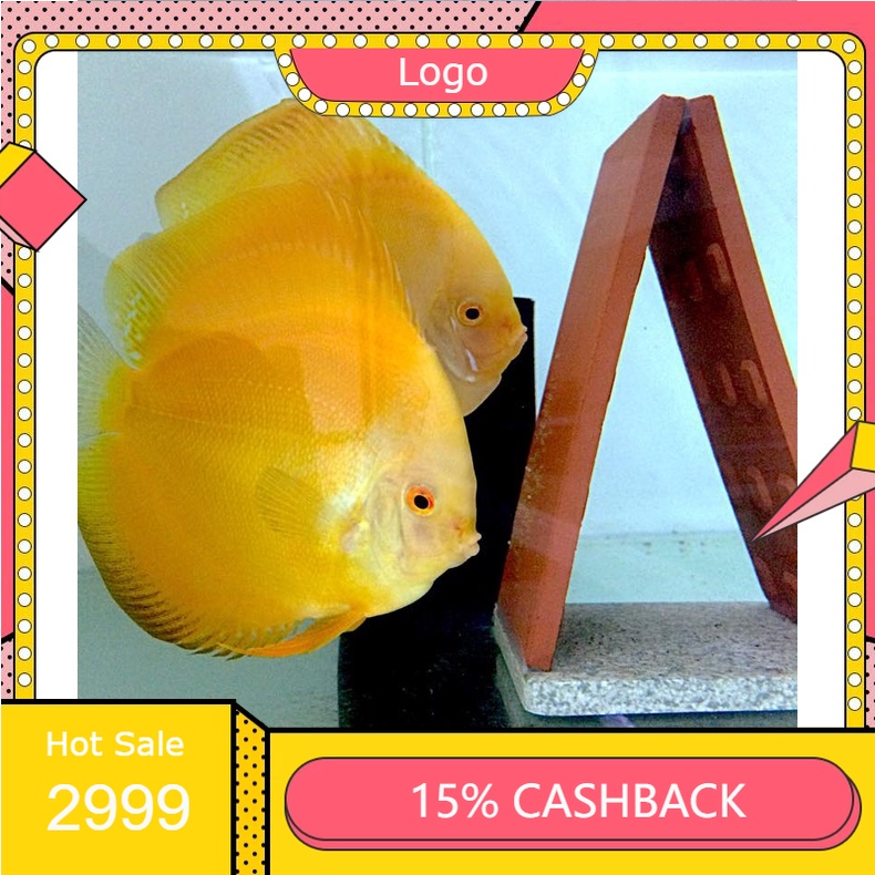 Jual Discus Yellow Sunset ( Ikan ) | Shopee Indonesia