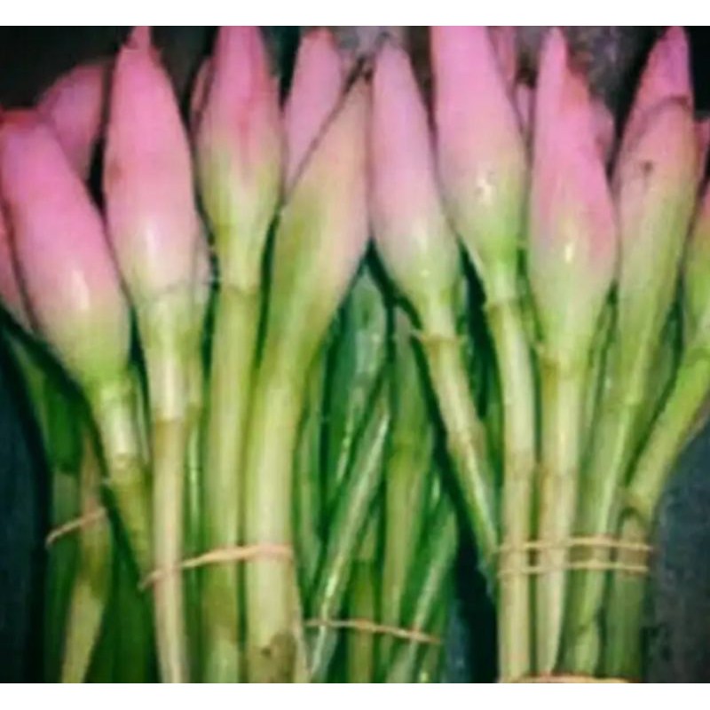 Jual Bunga Kecombrang / Bunga rias / Honje / Kincung per500gram | Shopee Indonesia
