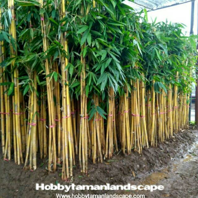 Jual Tanaman Bambu Panda Bambu Panda Kuning | Shopee Indonesia