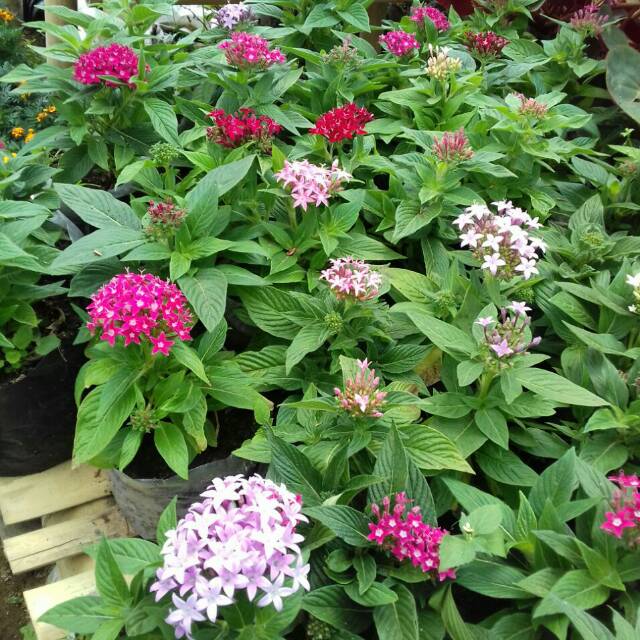 Jual Tanaman hias bunga pentas Bangkok (merah, Pink, Pink tua, ungu ...
