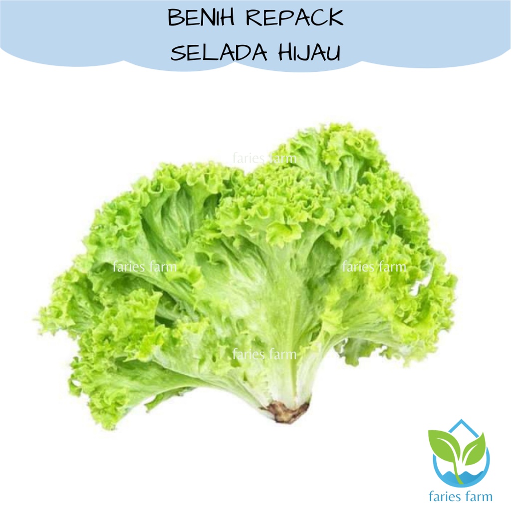 Jual Benih Biji Selada Keriting Hijau | Shopee Indonesia