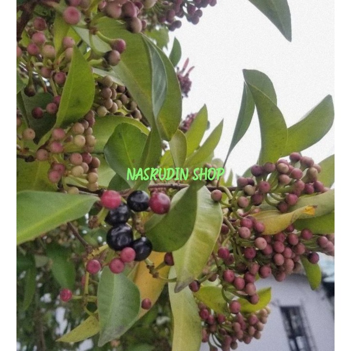 Jual BIBIT LEMPENI SIAP TANAM ARDISIA ELLIPTIKA | BIBIT DAUN LEMPENI ...