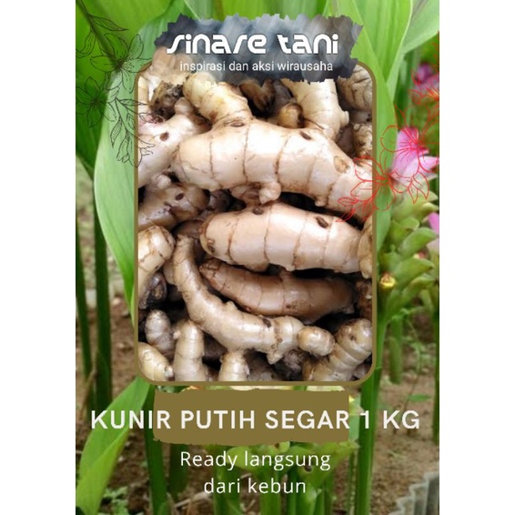 Jual KUNYIT PUTIH / KUNIR PUTIH SEGAR 1 KG ORGANIK | Shopee Indonesia