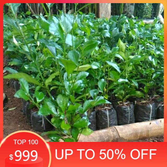 Jual Pohon teh tehan - tanaman pagar - tanaman hias - bibit tanaman ...