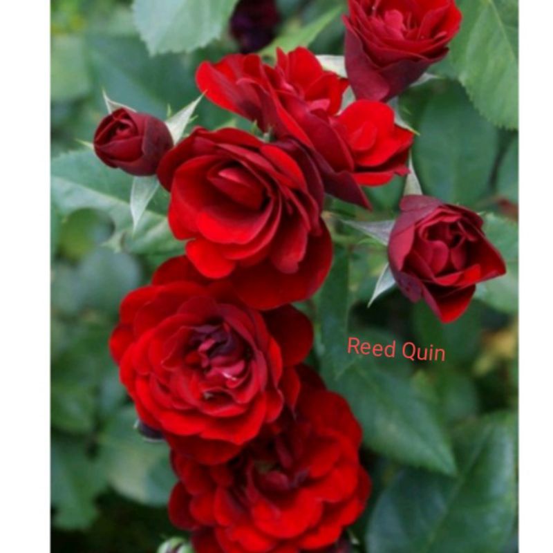 Jual bunga mawar murah merah Reed Queen tanaman hias tanaman outdoor ...