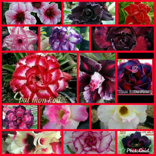 Jual Adenium bunga tumpuk paketan 10 pohon /adenium murah/tanaman hias ...