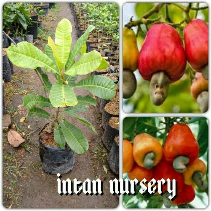 Jual N3Ng Bibit Tanaman Buah Jambu Monyet / Jambu Mete | Shopee Indonesia