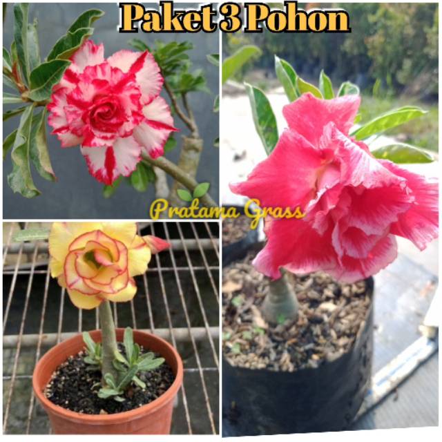 Jual Paket 3 Pohon Adenium Bunga Tumpuk - Adenium Kamboja Jepang ...