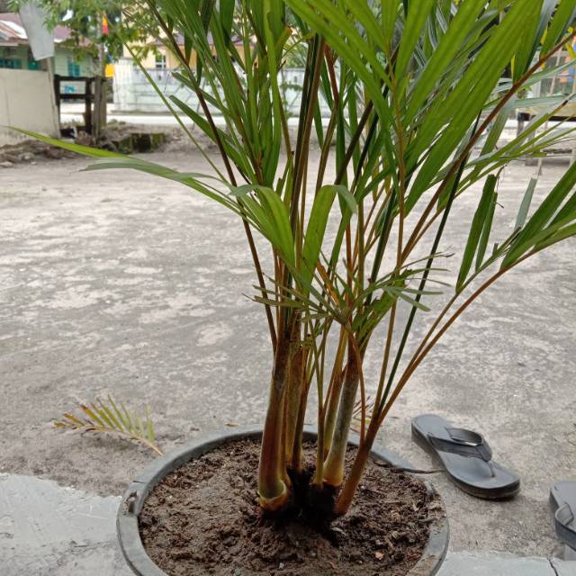 Jual Palm kuning mini | Shopee Indonesia