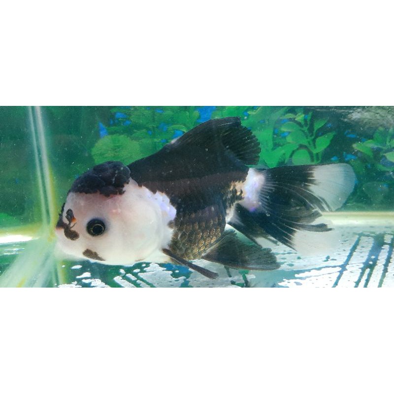 Jual ikan koki panda | Shopee Indonesia