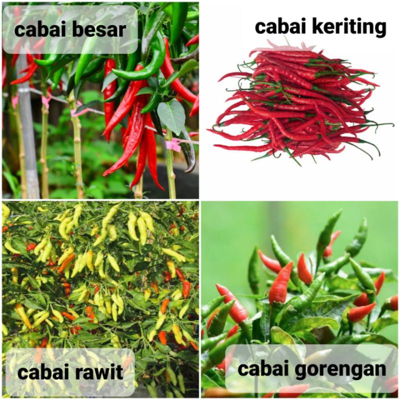 Jual [ BENIH RECEHAN ] bibit biji ANEKA CABAI HIBRIDA UNGGULAN, cabe ...