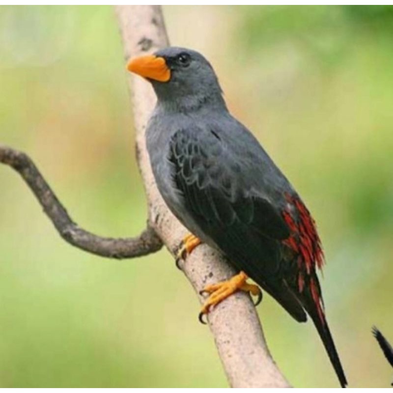 Jual JALAK RIO | Shopee Indonesia