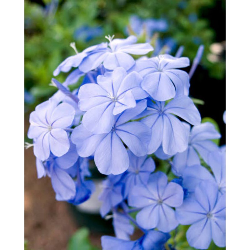 Jual tanaman hias bunga plumbago ariculata | Shopee Indonesia