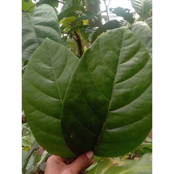 Jual Daun kopi/Coffea 1kg | Shopee Indonesia