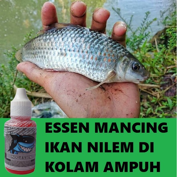 Jual ESSEN MANCING IKAN NILEM DI KOLAM PALING AMPUH | Shopee Indonesia Jual ESSEN MANCING IKAN NILEM DI KOLAM PALING AMPUH | Shopee Indonesia
