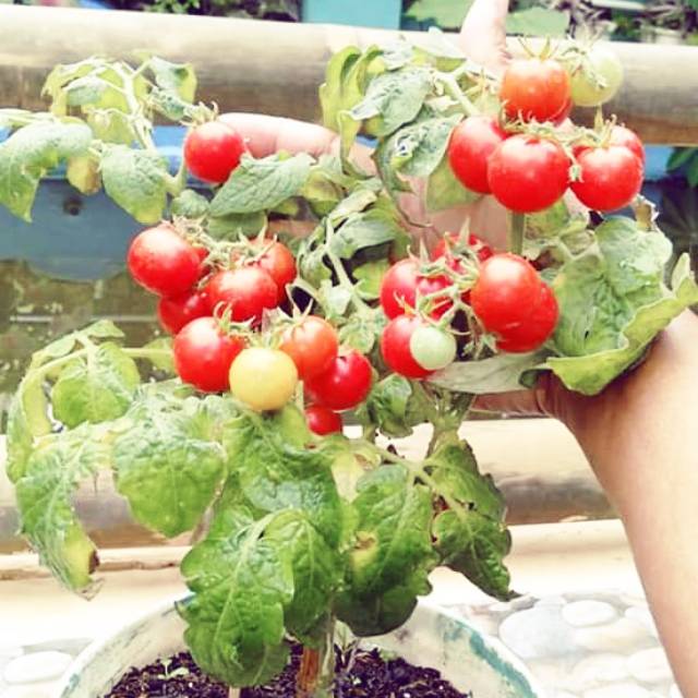 Jual Tomat mini red Robin 10.000 isi 12 benih | Shopee Indonesia