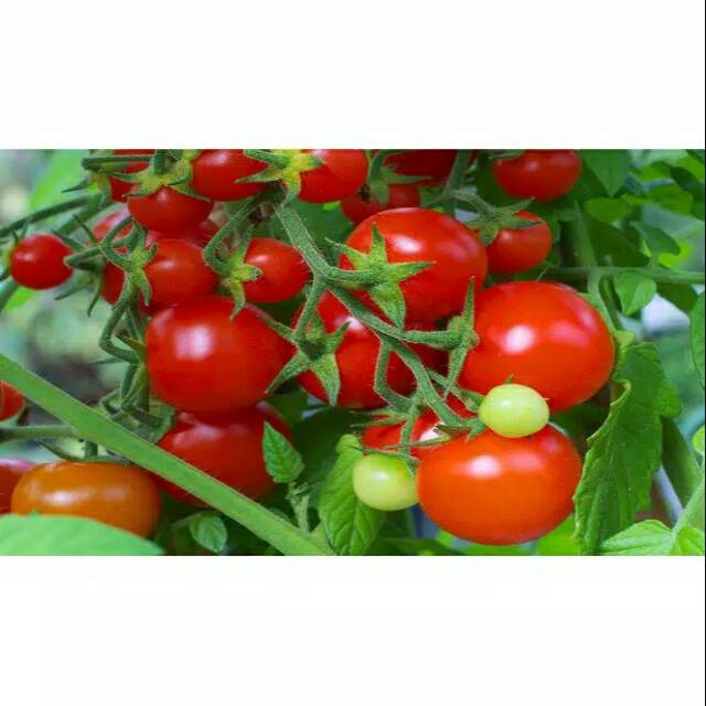 Jual Tomat Cherry | Shopee Indonesia
