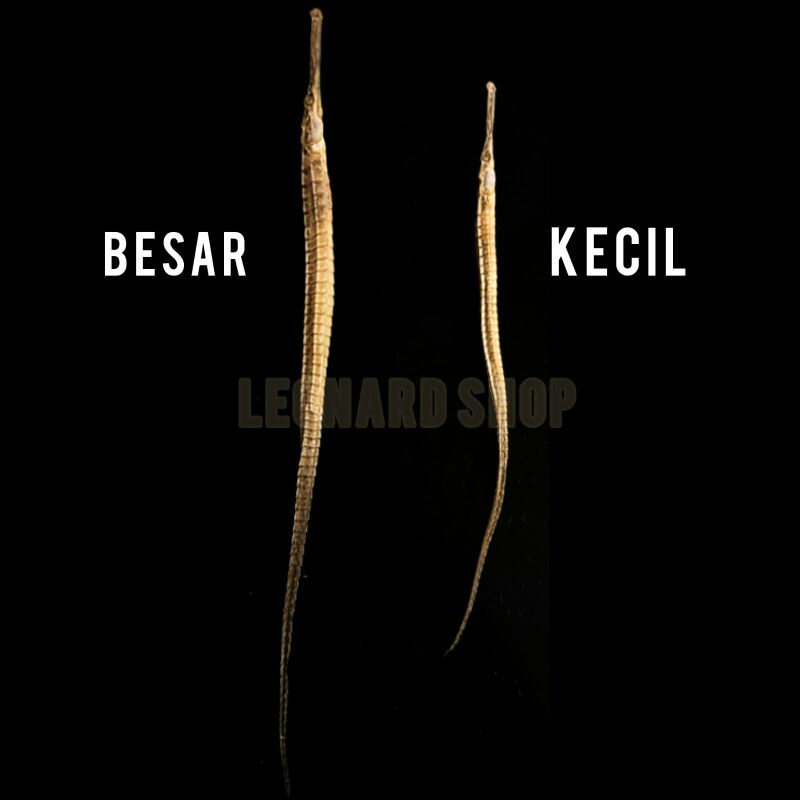 Jual NAGA LAUT HITAM GRADE A SUPER BESAR KERING HAI LONG RACIKAN HERBAL ...