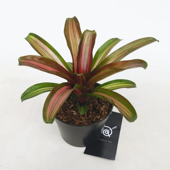 Jual Neoregelia 'Zoe' - Tanaman hias vivarium / fireball / Bromeliad ...
