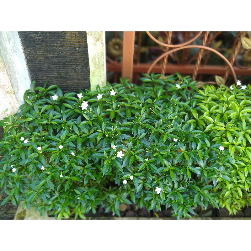 Jual STEK TANAMAN HIAS mondokaki /melati mini/melati mondokaki herbal ...