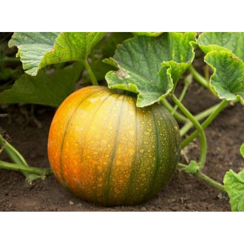 Jual Benih / Bibit Labu Kuning / jelok / Jambe Hybrida | Shopee Indonesia