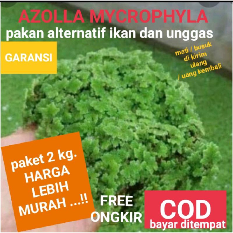 Jual AZOLLA MYCROPHYLA PAKET 2 KG LEBIH MURAH | Shopee Indonesia