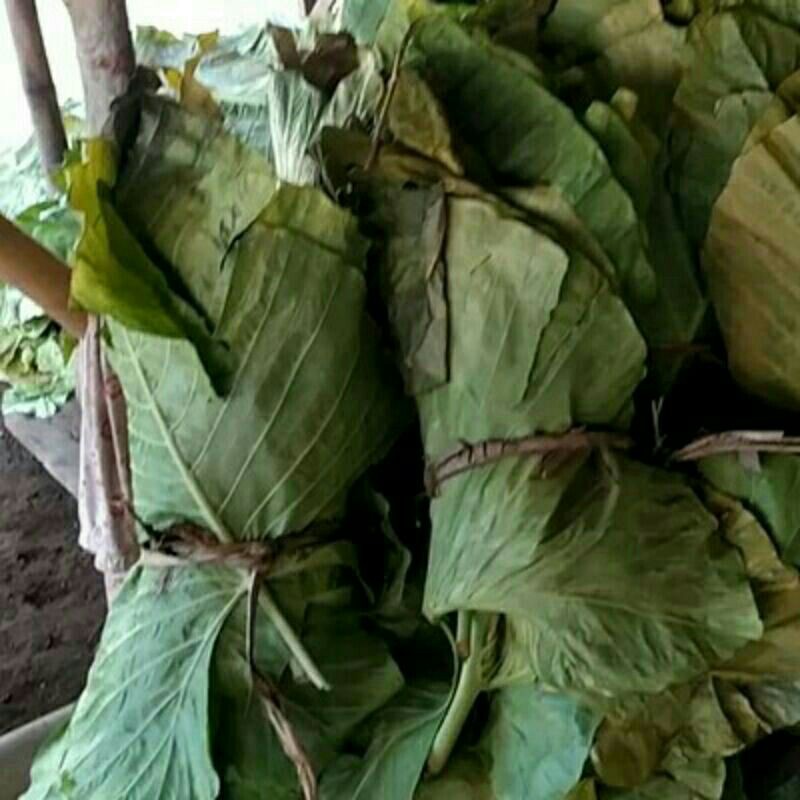 Jual DAUN TALAS BENENG SEGAR 500gram | Shopee Indonesia