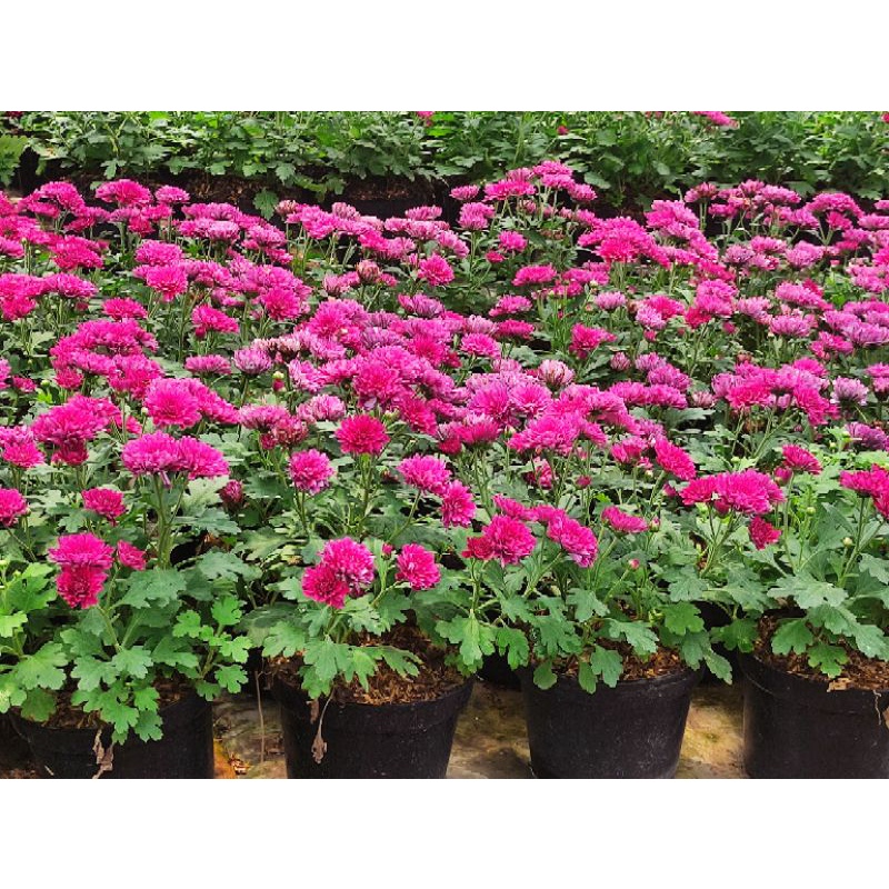 Jual TANAMAN HIAS BUNGA ASTER PINK TUA | Shopee Indonesia