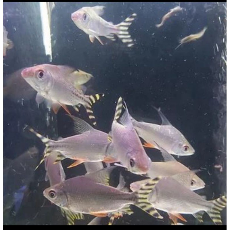 Jual Ikan Hias Yelow Fei Feng Large YFF Flag Tail Aquarium | Shopee ...