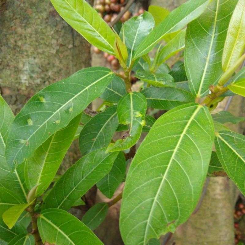 Jual DAUN BUAH LOA, ARA SEGAR ORGANIK 300gr | Shopee Indonesia