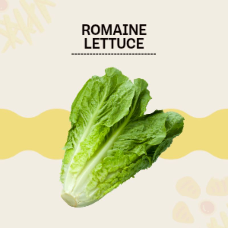 Jual Romaine Lettuce 1kg | Shopee Indonesia