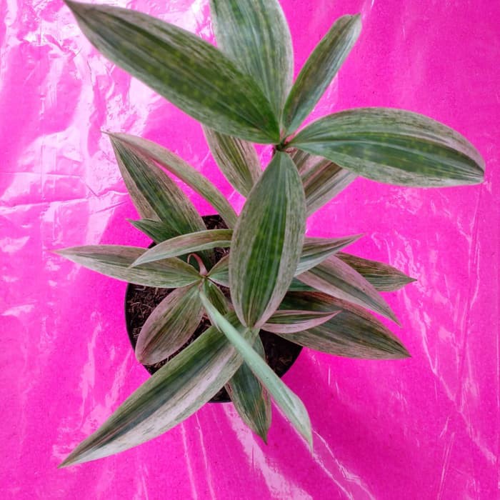 Jual Draecena bambu Putih | Shopee Indonesia