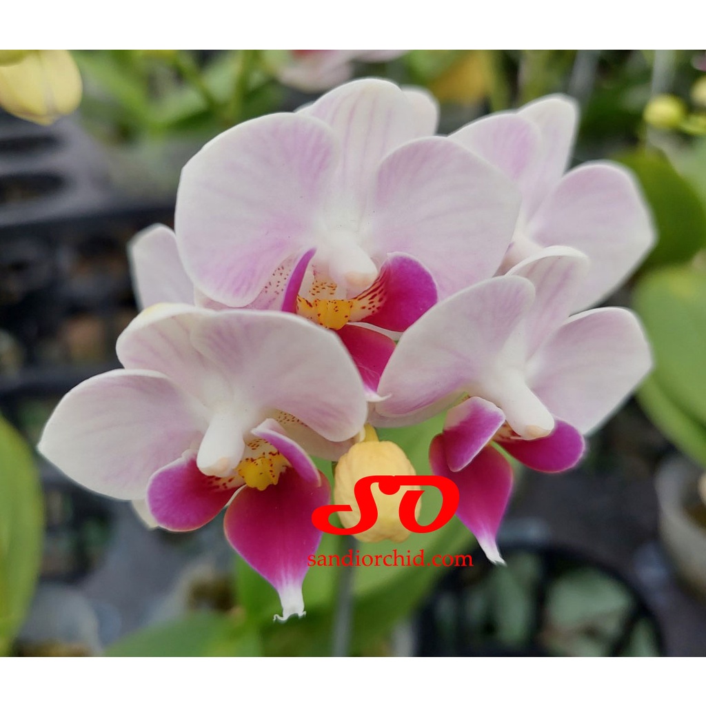 Jual Anggrek Bulan Mini Putih Lidah Merah | Shopee Indonesia