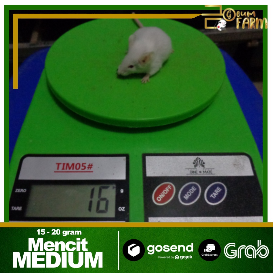 Jual Mencit MEDIUM Tikus Putih Pakan Reptil (15 - 20 gram) | Shopee ...