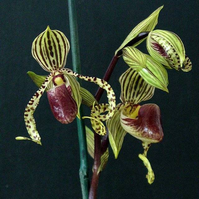 Jual Paphiopedilum Supardii | Shopee Indonesia