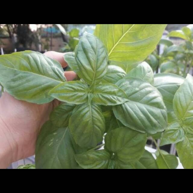 Jual Daun Basil Organik 100gram | Shopee Indonesia