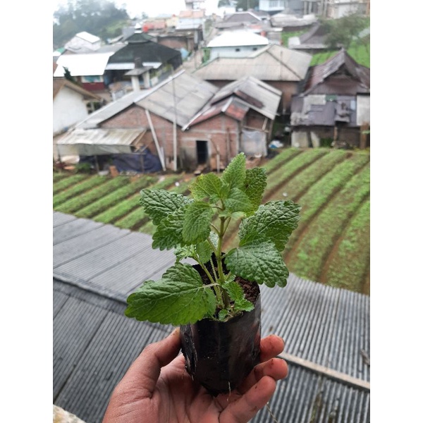 Jual Bibit Lemon Balm, Tanaman Lemon Balm (Melissa officinalis ...