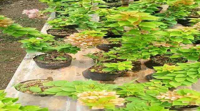 Jual Tanaman Hias Bougenville Singapore Bunga Kuning Shopee Indonesia