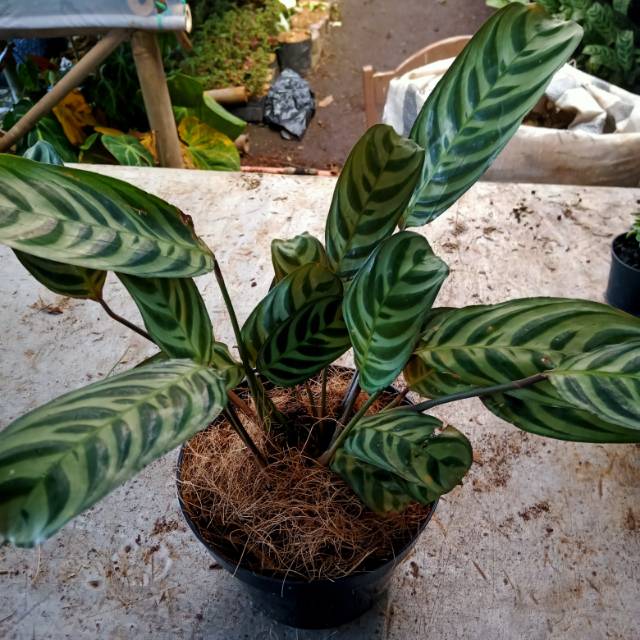 Jual Maranta sepat | Shopee Indonesia