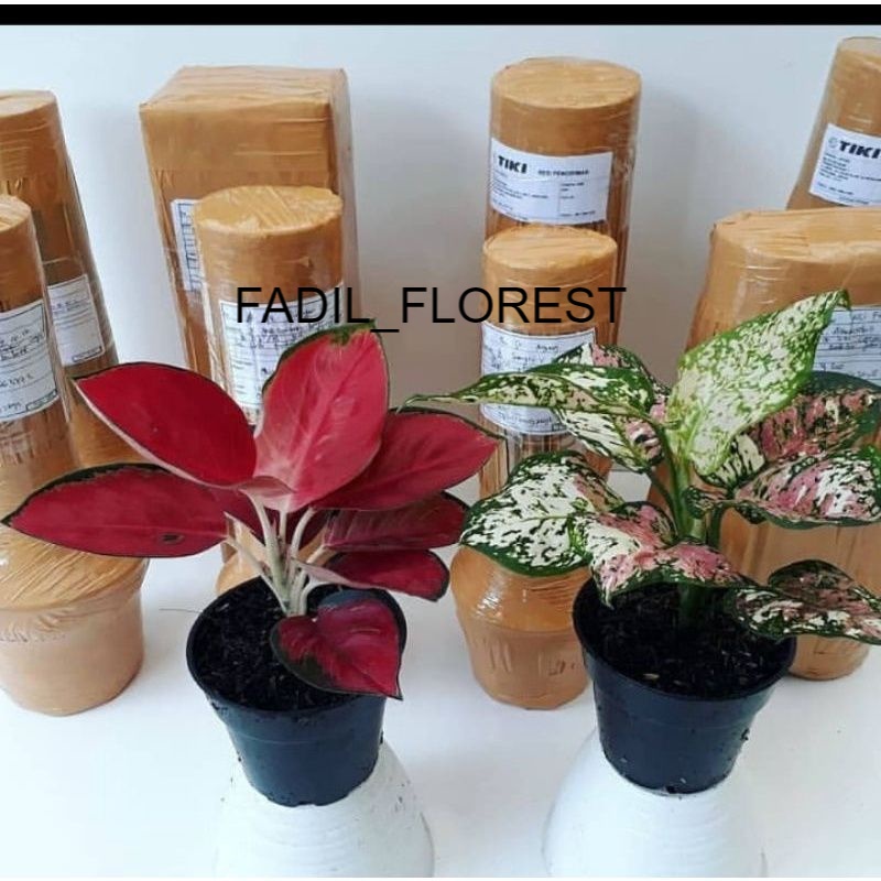 Jual paket 2 aglonema baby anakan suksom dan tri colour SEED_AGLONEMA ...
