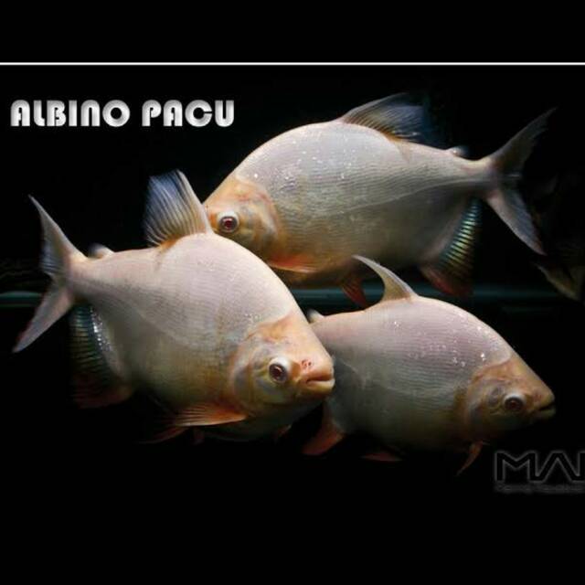 Jual Pacu Albino Bawal Putih | Shopee Indonesia