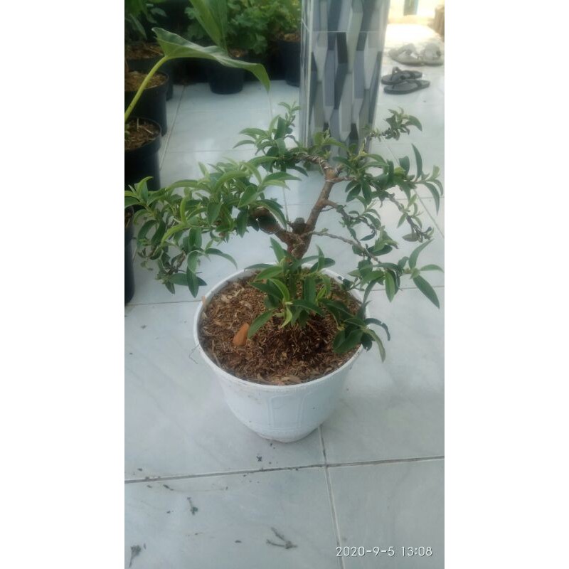 Jual Bonsai Jambu Mini Tanaman Hias | Shopee Indonesia
